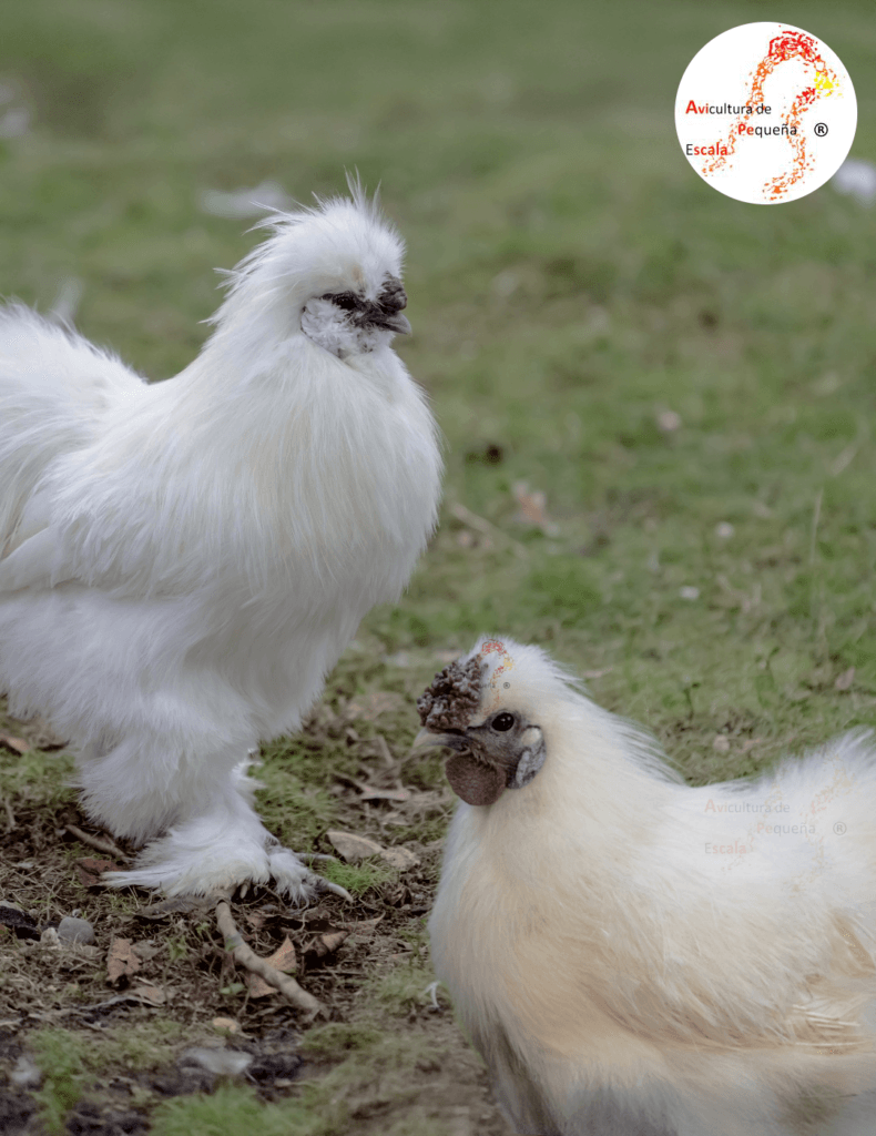 Gallinas Silkies (sedositas o japonesas) - Avicultura de Pequeña Escala